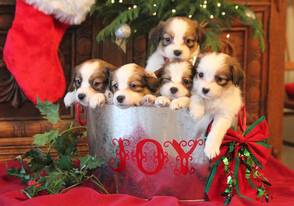 Welcome to Wind River Kooikers - Wind River Kooikers